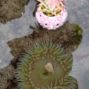 Hanging Puffer Fish Planters Air Plants Succulents - Etsy Canada