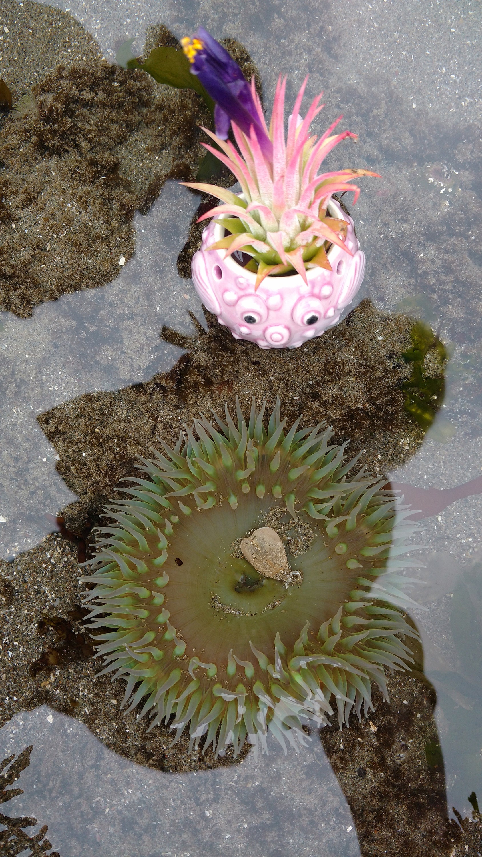 Hanging Puffer Fish Planters Air Plants Succulents - Etsy Canada