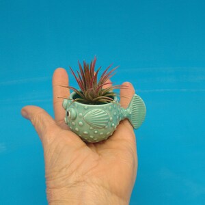 Mini Hanging Puffer Fish Planters Air Plants Succulents | Etsy