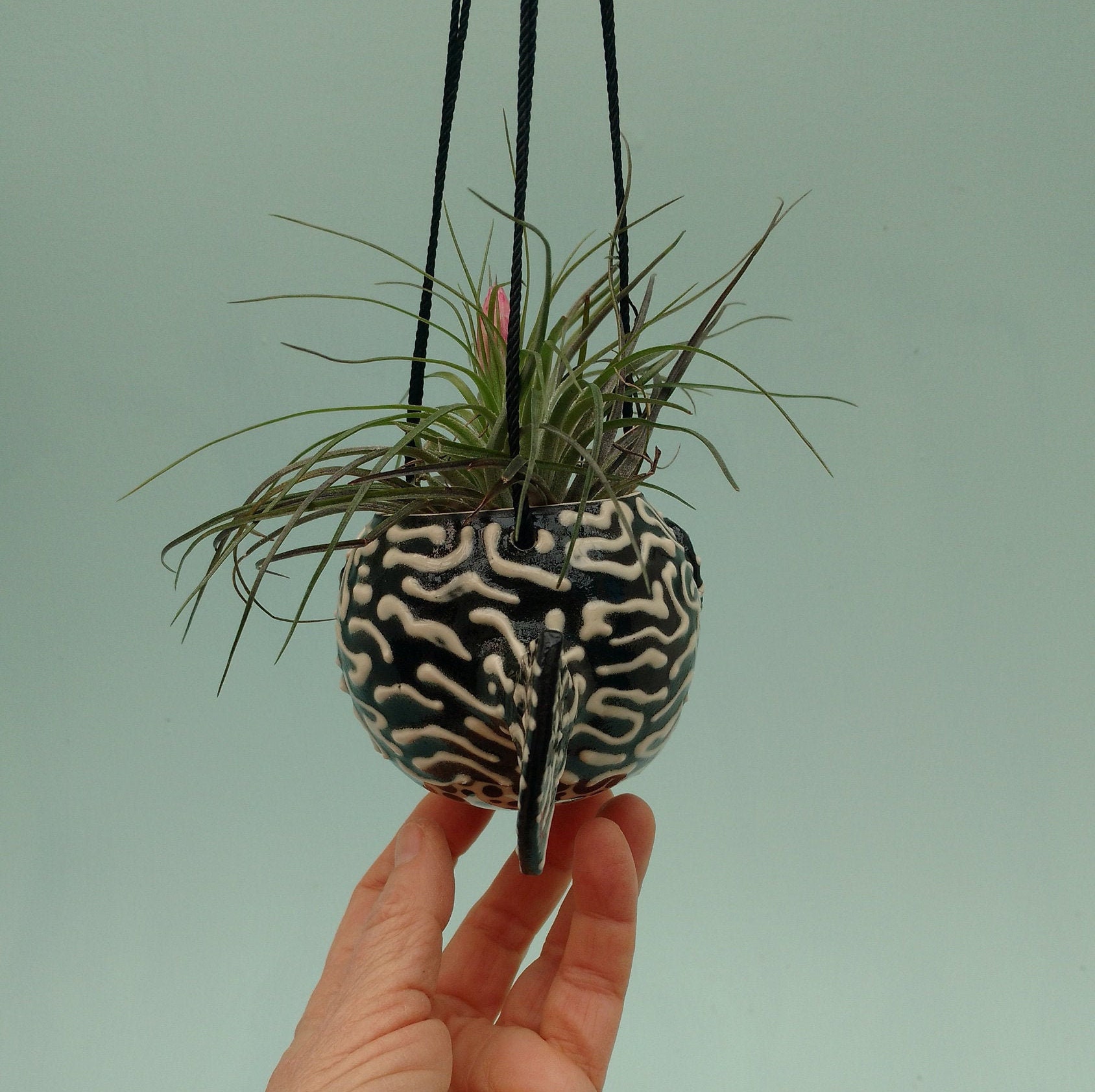 Map Puffer Fish Hanging Planter Small Air Plants Tropical | Etsy