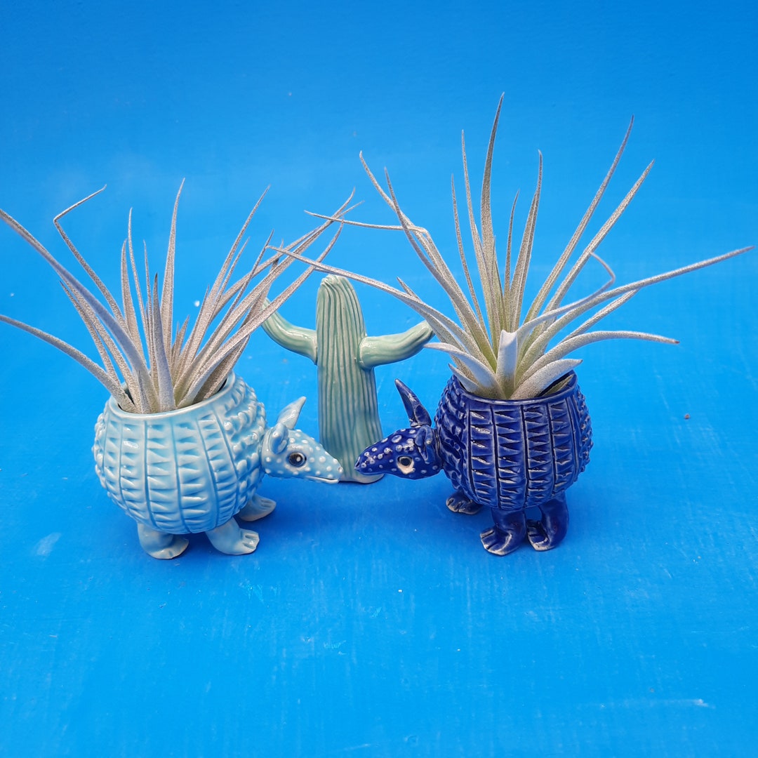 Mini Armadillo, Air Planter, Whimsical Gift, Southwest Decor - Etsy