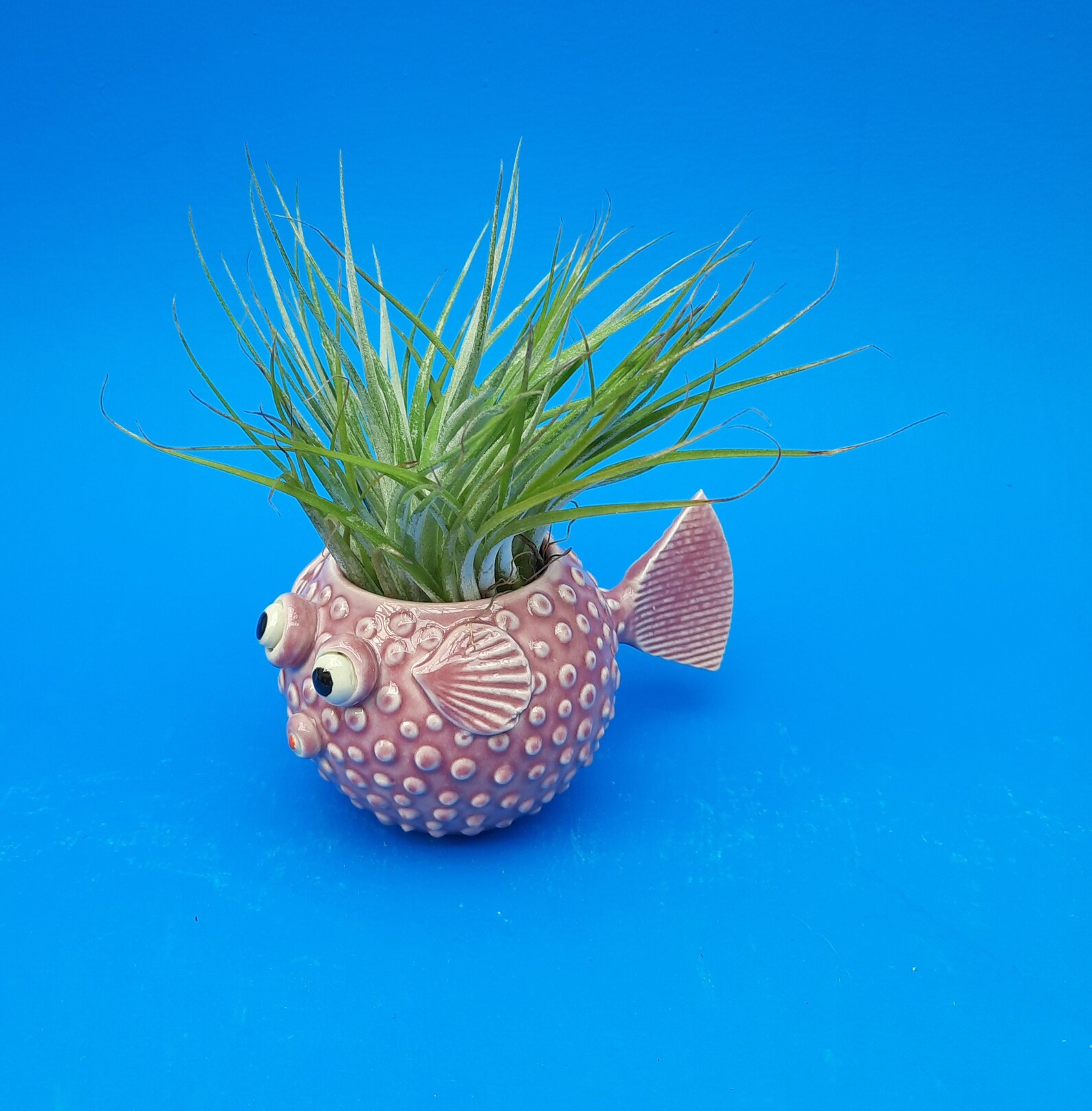Puffer Fish, Table Top Planters, Air Plants, Joyful Gift, Tropical Fish ...