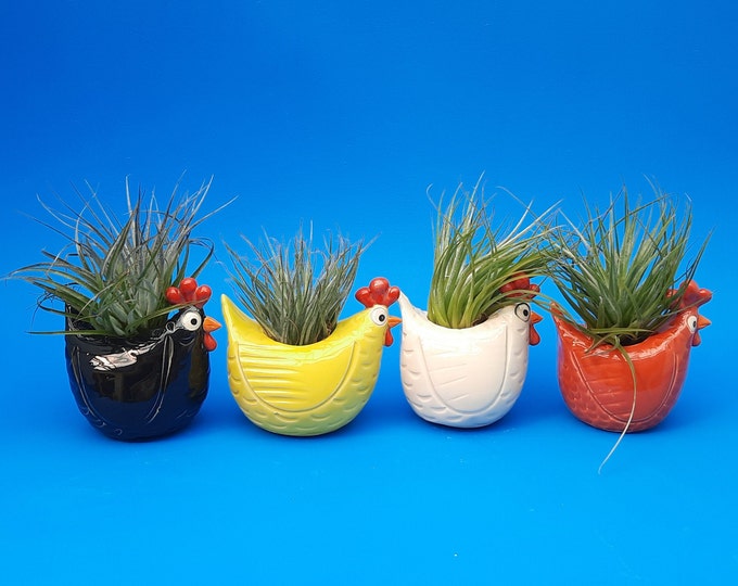 Large Chicken Planters, Air Plants, Succulents, Chicken Lovers - Etsy