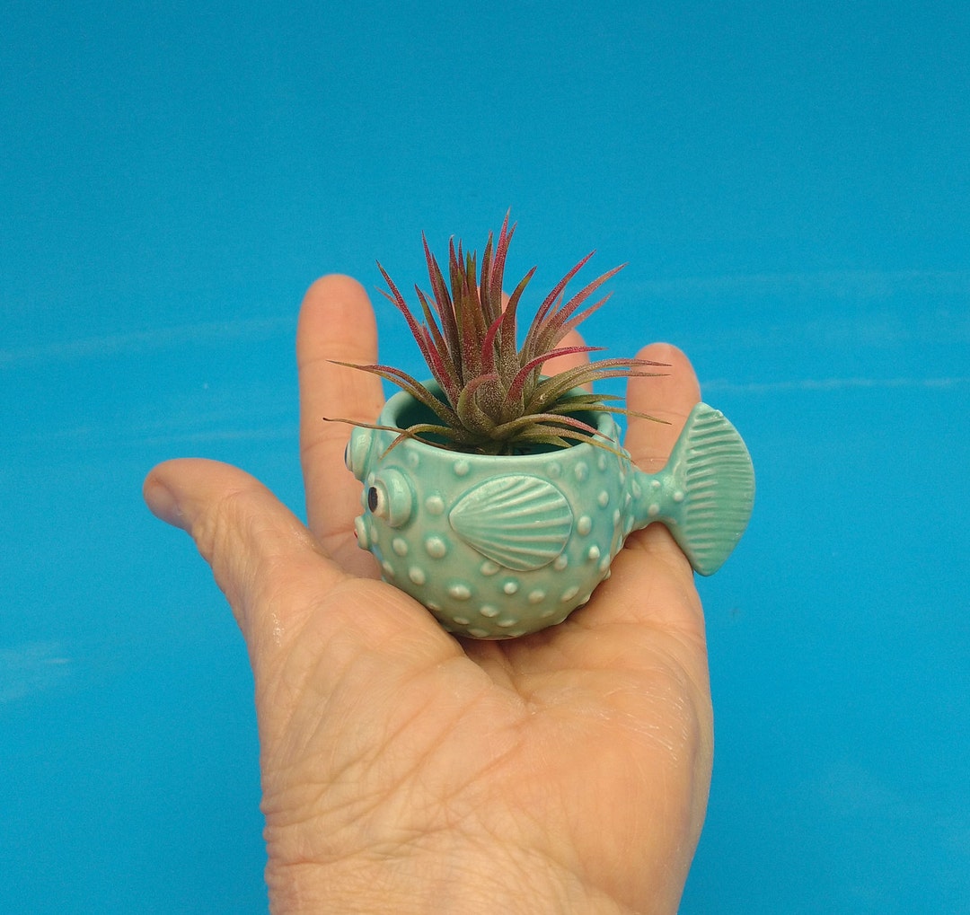 Mini Puffer Fish Table Top Air Planter - Etsy