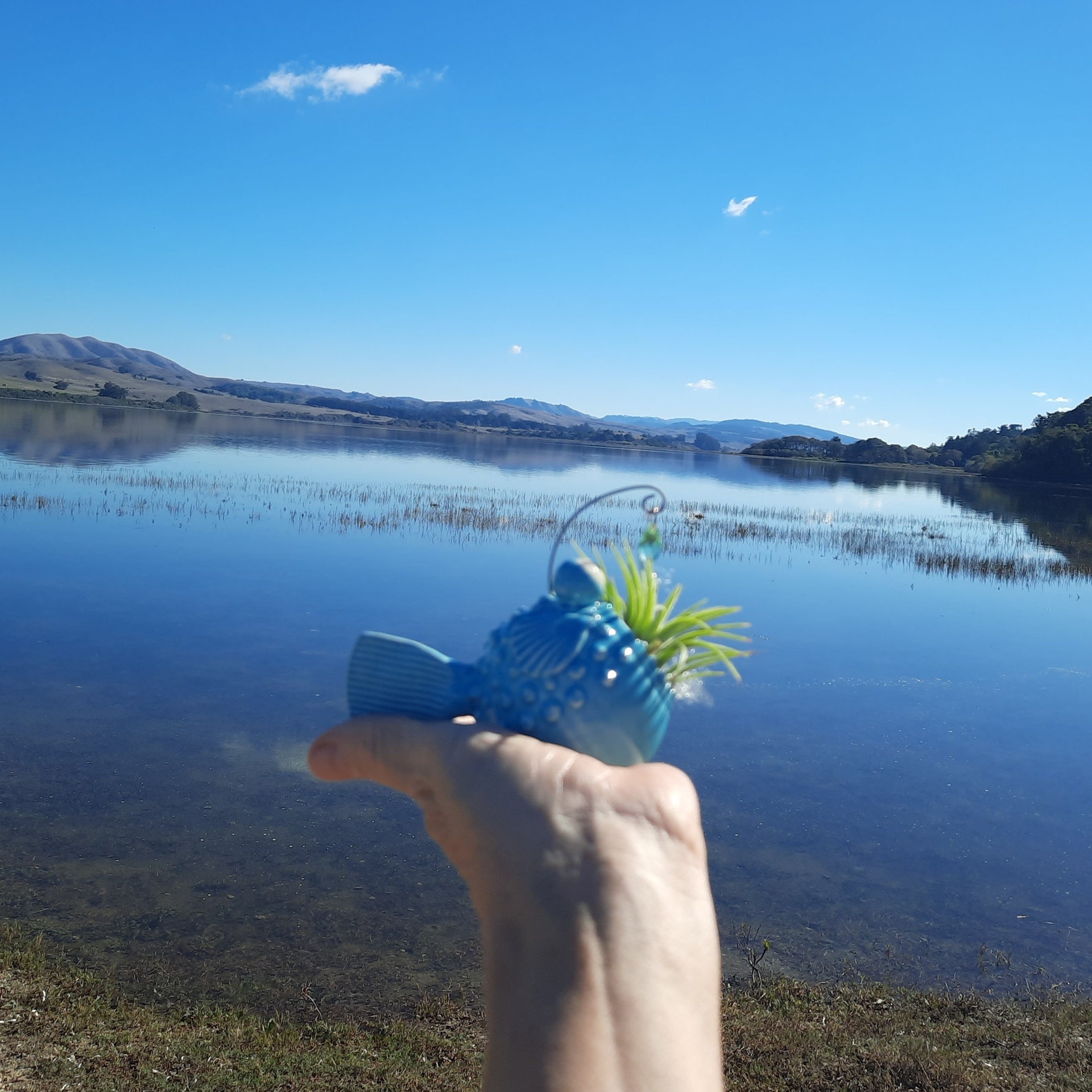Mini Angler Fish Planters, Air Plants Holder, Plant Lover, Fish Art ...