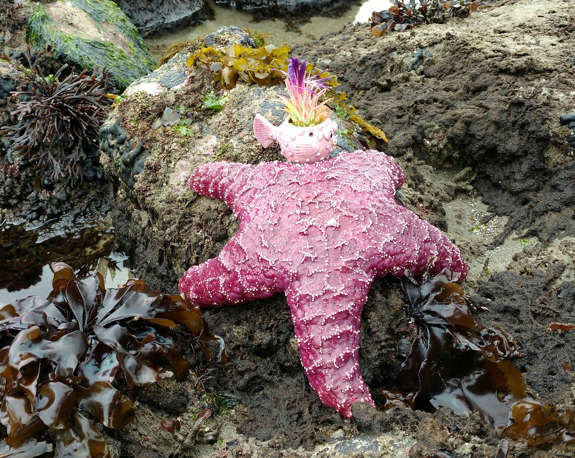 Mini Hanging Puffer Fish Planters Air Plants Succulents | Etsy