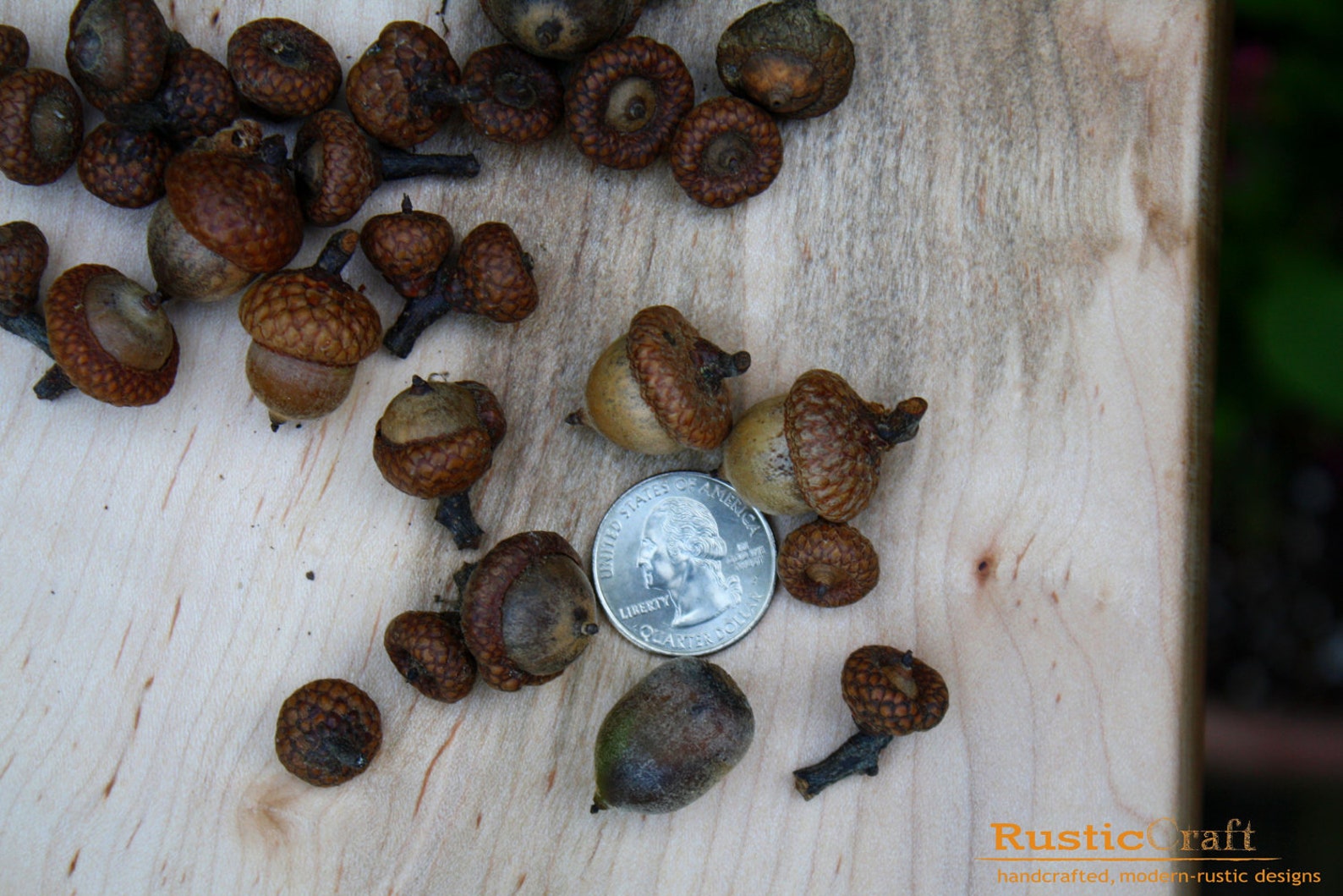 Acorns Small-medium Some With Caps Autumn Crafts - Etsy