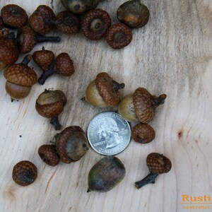 Acorns- Small-medium - Some With Caps - Autumn Crafts, Thanksgiving ...