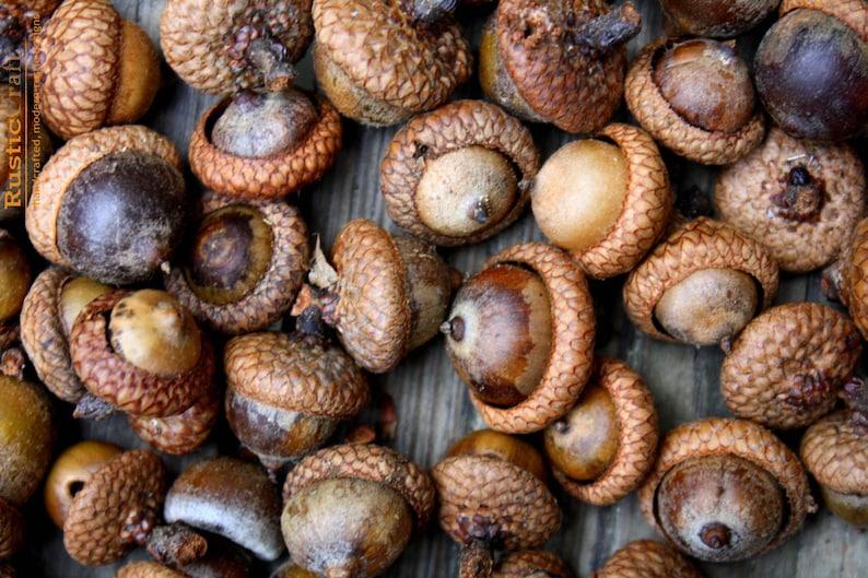 Acorns Small-medium Some With Caps Autumn Crafts - Etsy