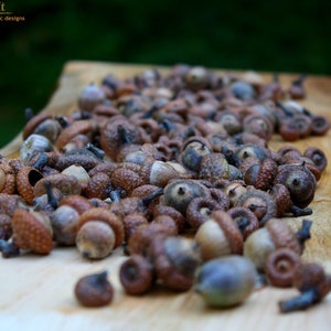 Acorns- Small-medium - Some With Caps - Autumn Crafts, Thanksgiving ...