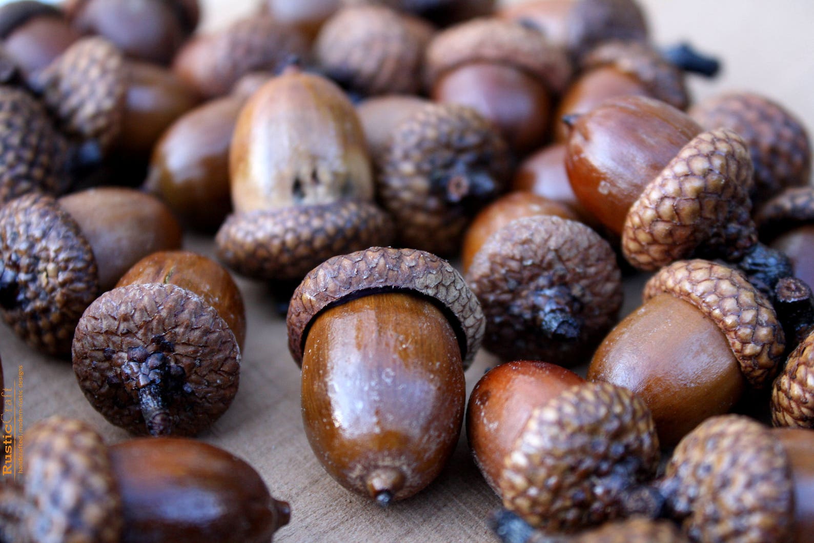 Acorns Large With Caps Autumn Crafts Decorations DIY | Etsy