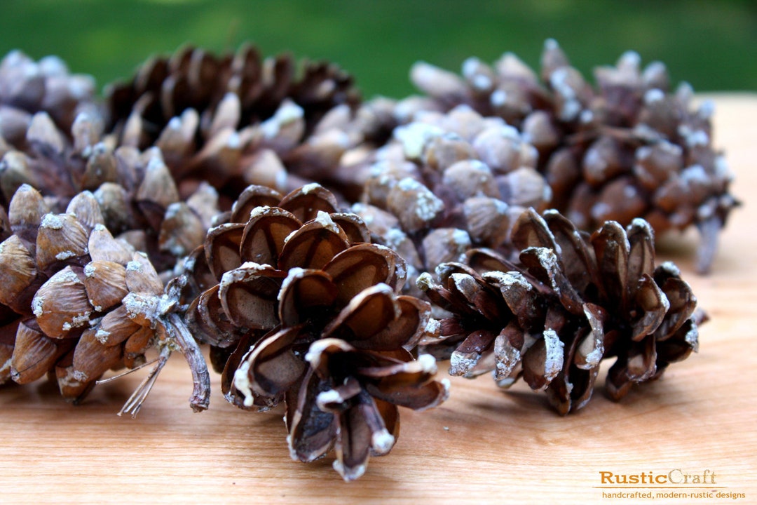 Medium-large Pine Cones- Autumn Crafts, Fall Decorations, DIY Rustic ...