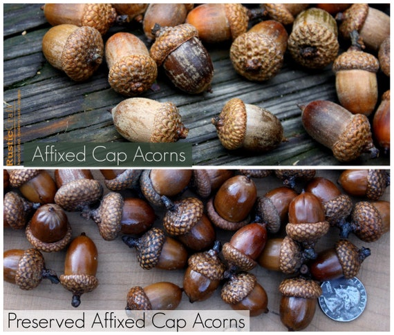 Types Of Acorns