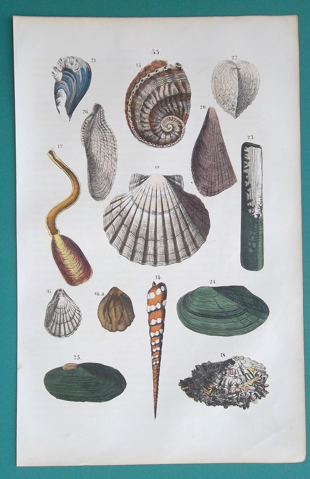 MARINE LIFE Shells Sea Snails Scallops Mollusks Clams - 1866 Color ...