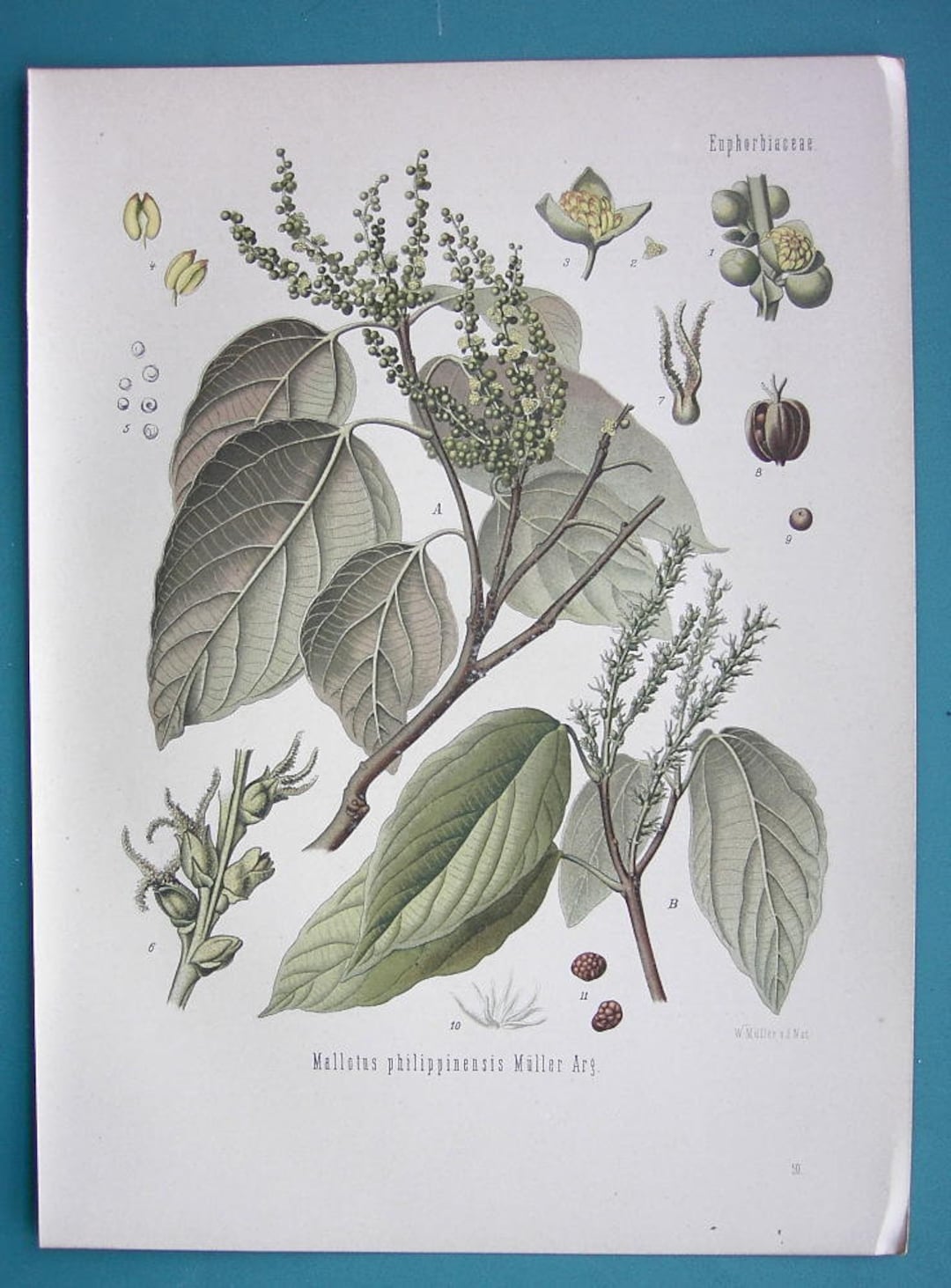 MEDICINAL PLANTS Kampillaka or Kamal Mallotus Philippinensis Flower ...