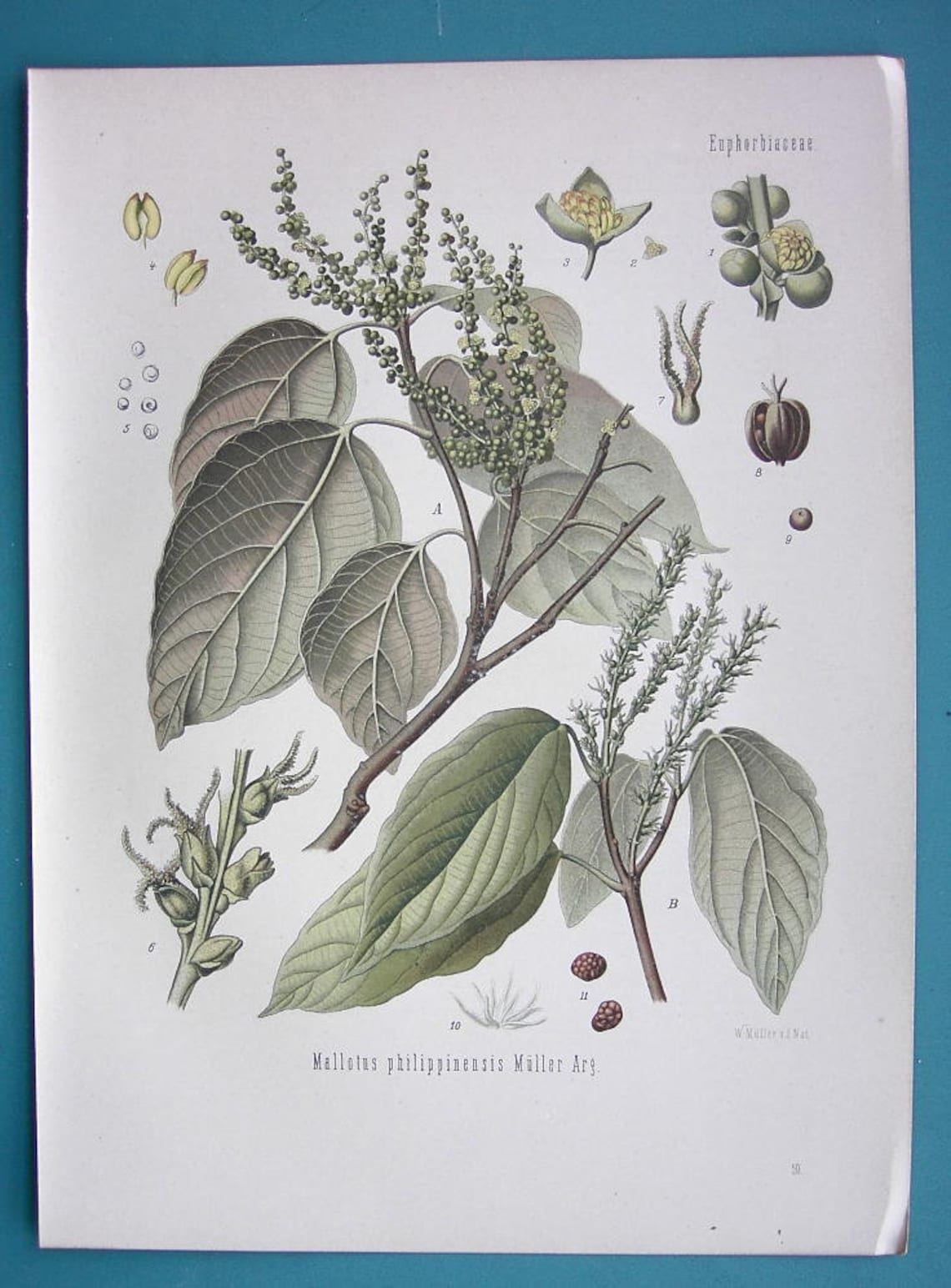 MEDICINAL PLANTS Kampillaka or Kamal Mallotus Philippinensis - Etsy ...