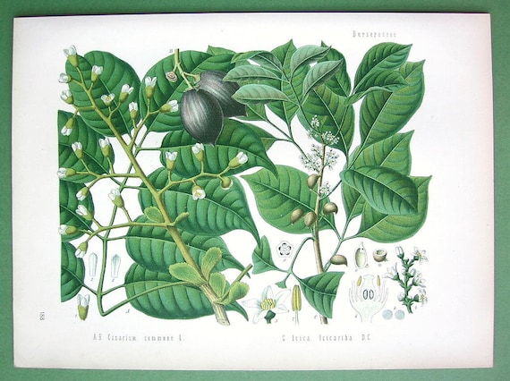 MEDICINAL PLANTS Flowers Java Almond Manila Elemi Canarium | Etsy