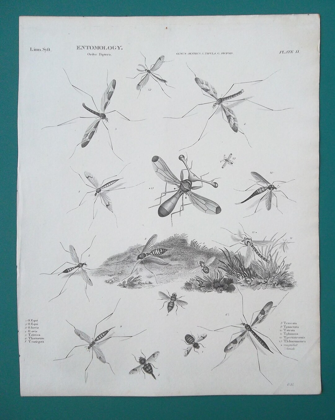 ENTOMOLOGY Insects Order Diptera Flies Gadfly Long-legged F. Stalk ...