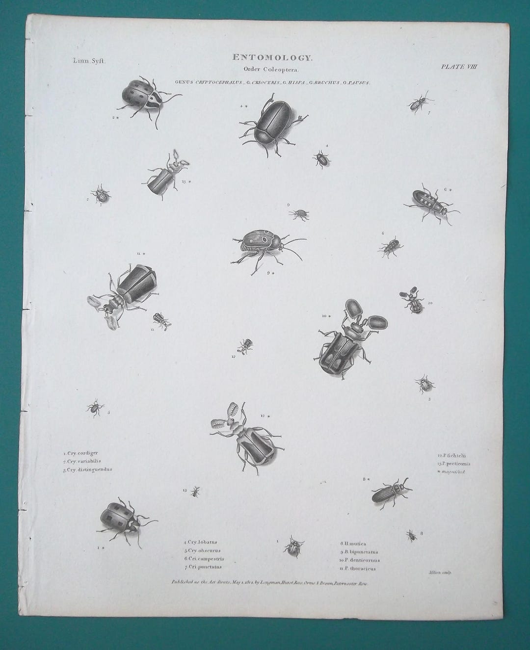 ENTOMOLOGY Order Coleoptera Insects Leaf Asparagus Beetles - 1820 ...