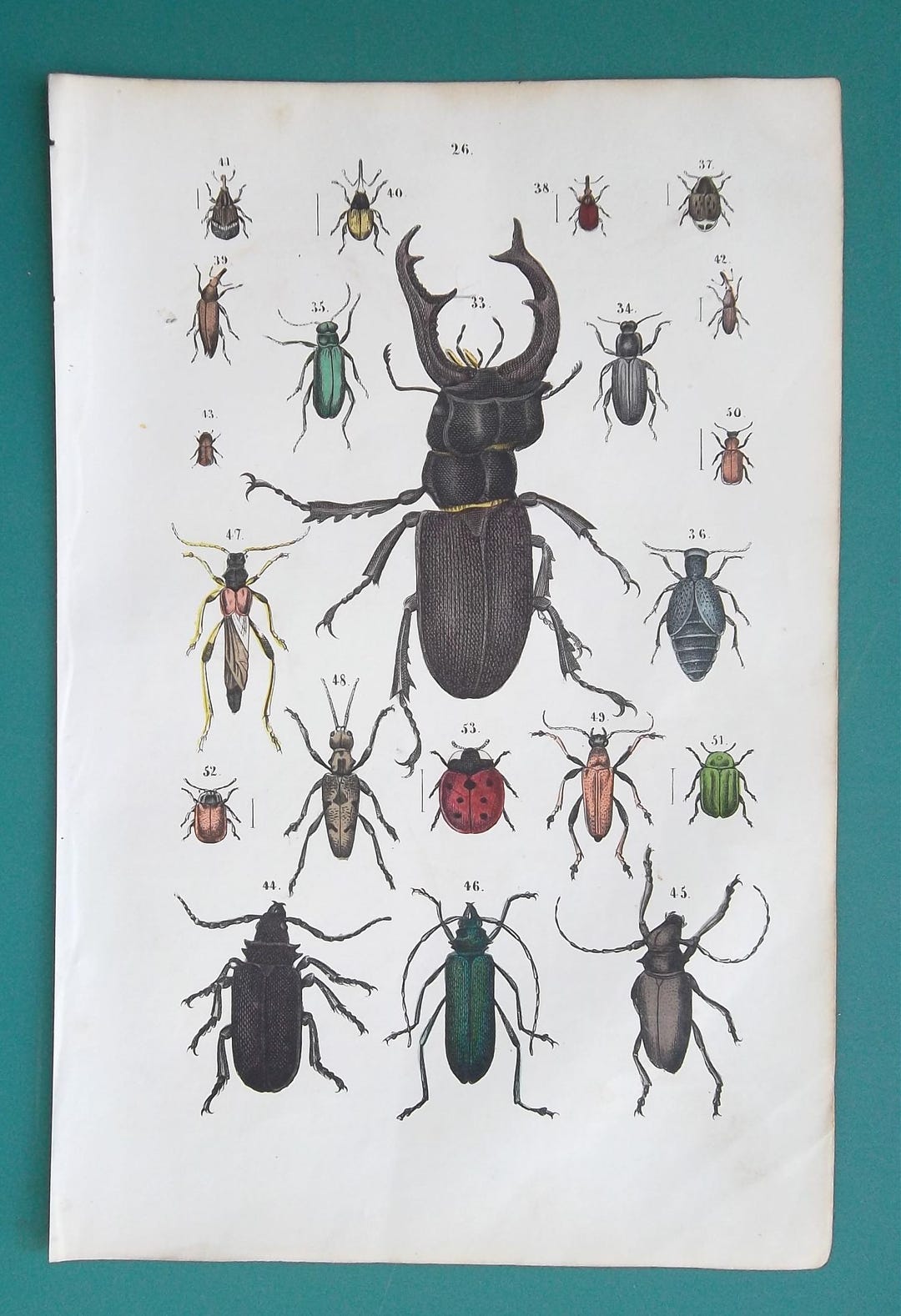 BEETLES Insects Stag B. Spanish Fly Weevil Bark Long-horned B. Ladybird ...