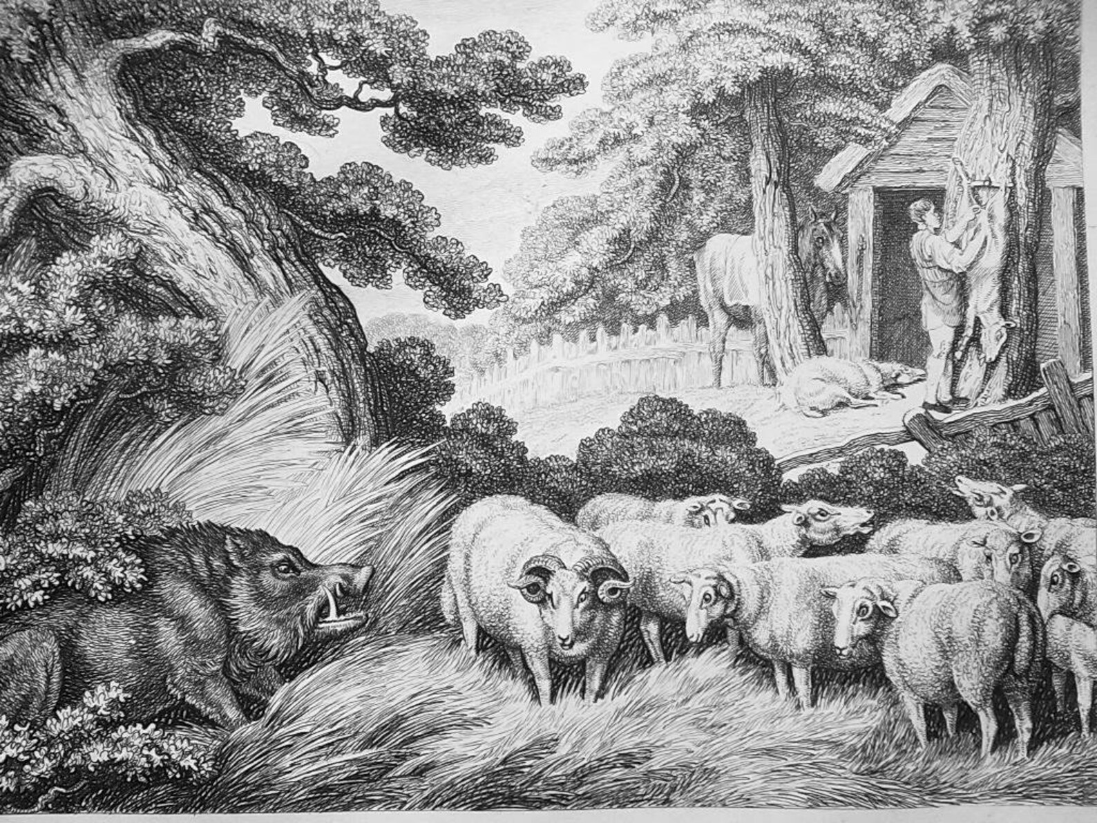 AESOP FABLES Wild Boar Sheep & Butcher 1801 Original ETCHING - Etsy