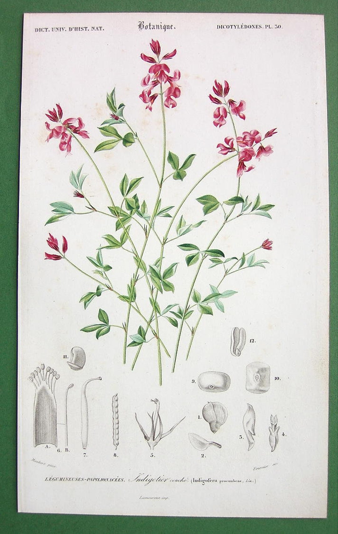 MEDICINAL PLANTS Flowers Trailing Indigo Indigofera Procumbens - 1849 ...