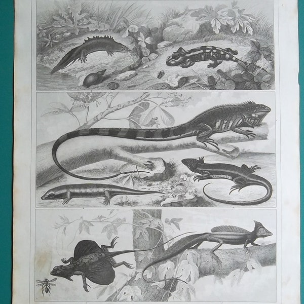 Basilisk Print - Etsy