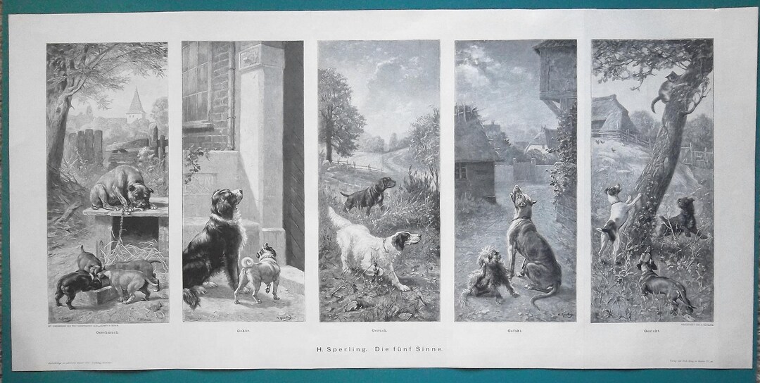DOGS Five Senses Taste Hearing Smell Touch Sight - 1892 VICTORIAN Era ...