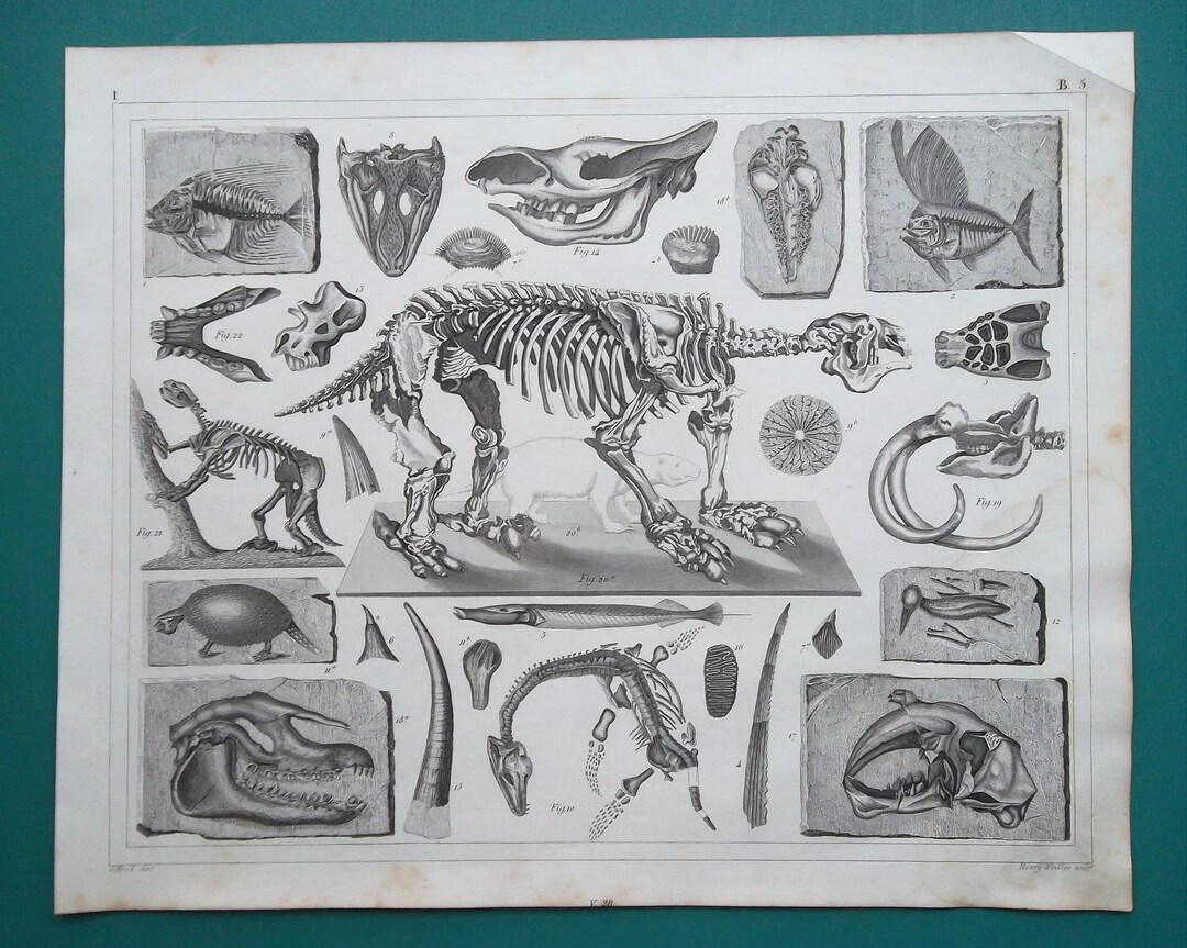 FOSSILS Tertiary Era Skeletons Skulls Teeth Megatherium Mastodon ...