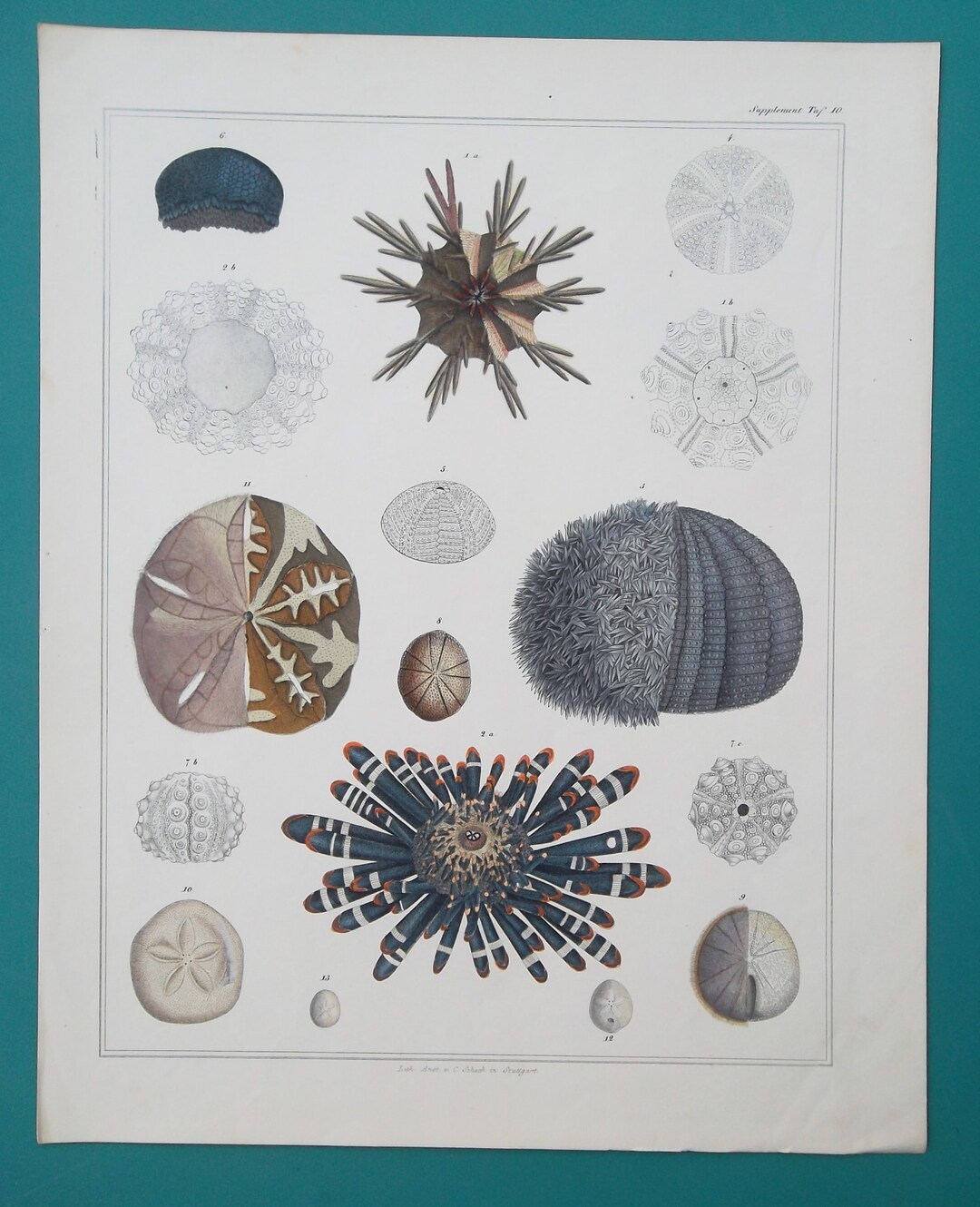 MARINE LIFE Sea Urchins Echinidae Sand Dollar Slate Pencil - 1843 COLOR ...