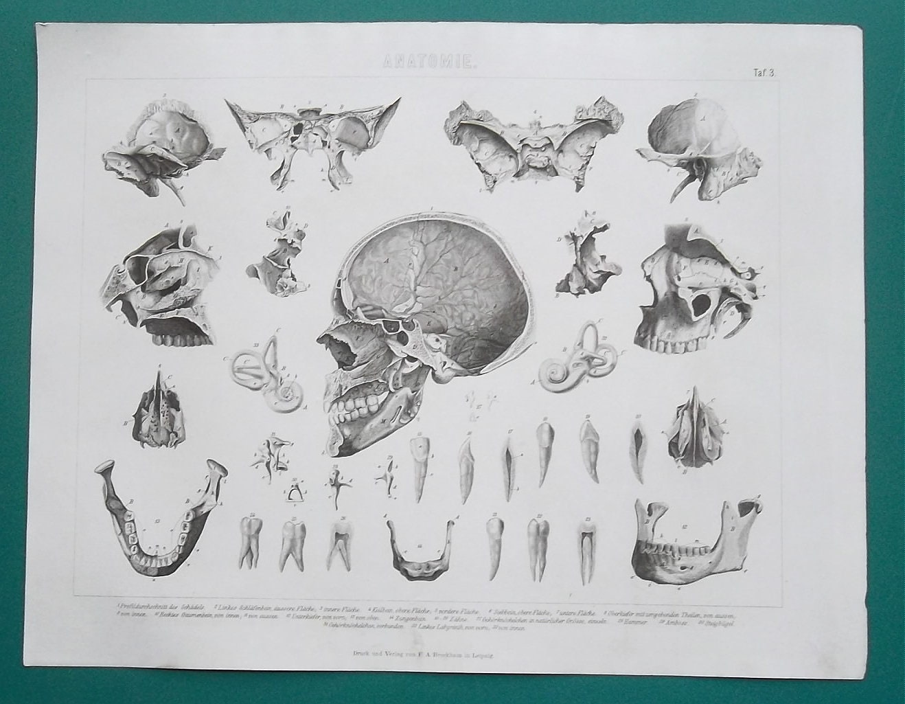 HUMAN ANATOMY Skull Bones Inner Ear Teeth Jaws 1870s SUPERB Original ...