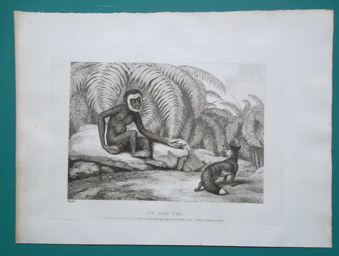 AESOP FABLES Ape & Fox Monkey - 1810 Original ETCHING Print by Howitt ...