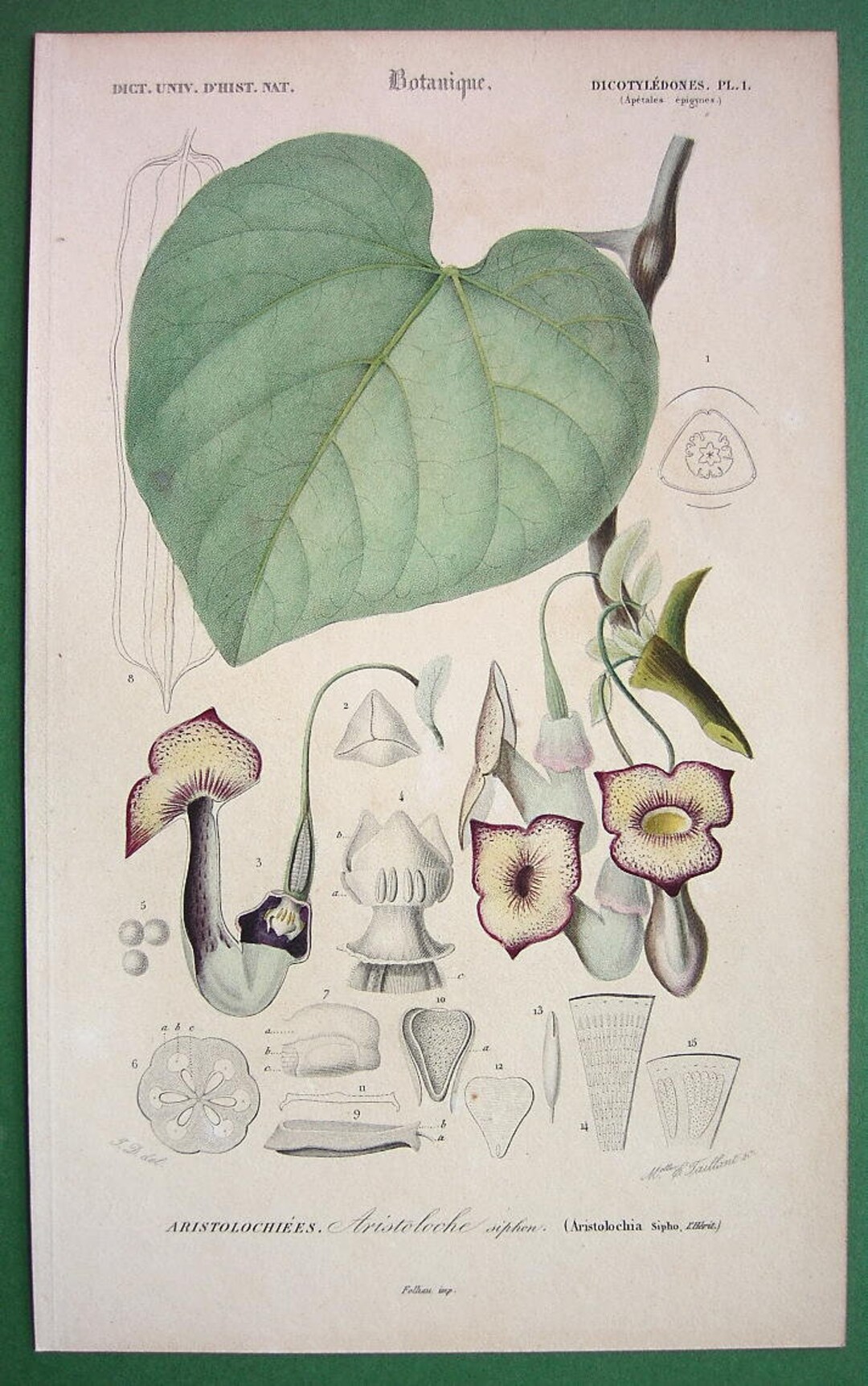 MEDICINAL PLANTS Flowers Dutchman's Pipe-vine Aristolochia Sipho - 1849 ...