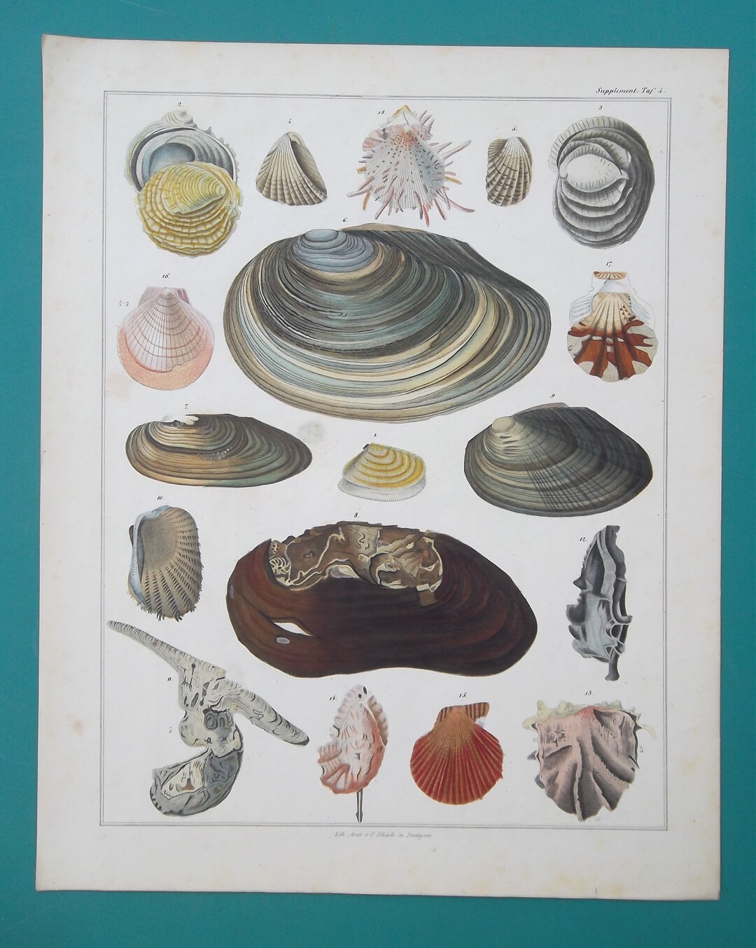MARINE LIFE Mollusks Shells Clams Mussels Scallop Oyster Jewel Box ...