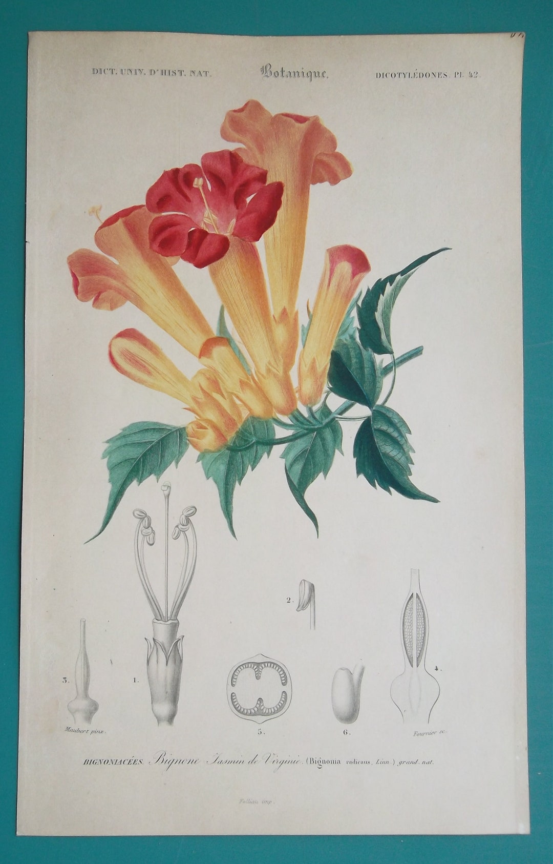 TRUMPET VINE Genus Bignonia Flower Botany Plants 1849 Color Botanical ...