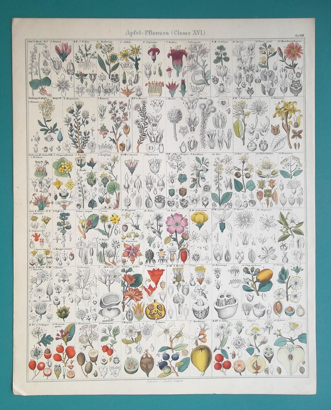 PLANTS CLASSIFICATION Prof. Oken Fruits Pomegrante Strawberry ...