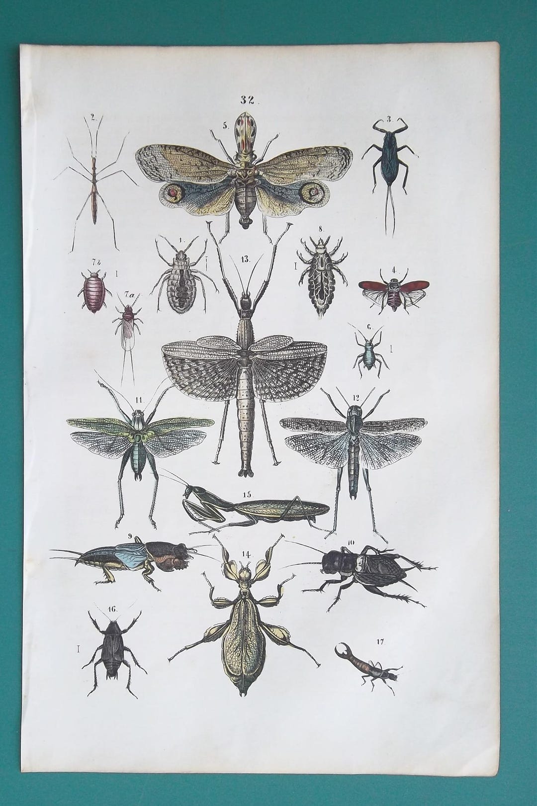 INSECTS Cockroach Water Measurer Bed Bug Froghopper Cricket Grasshopper ...