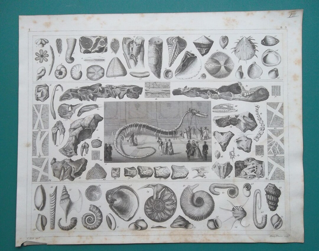 FOSSILS Cretaceous Tertiary Era Basilosaurus Skeleton From Alabama Sea ...