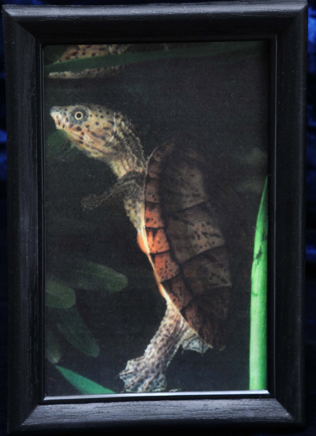 Photo Jewel Turtle Takes a Breath - Etsy.de