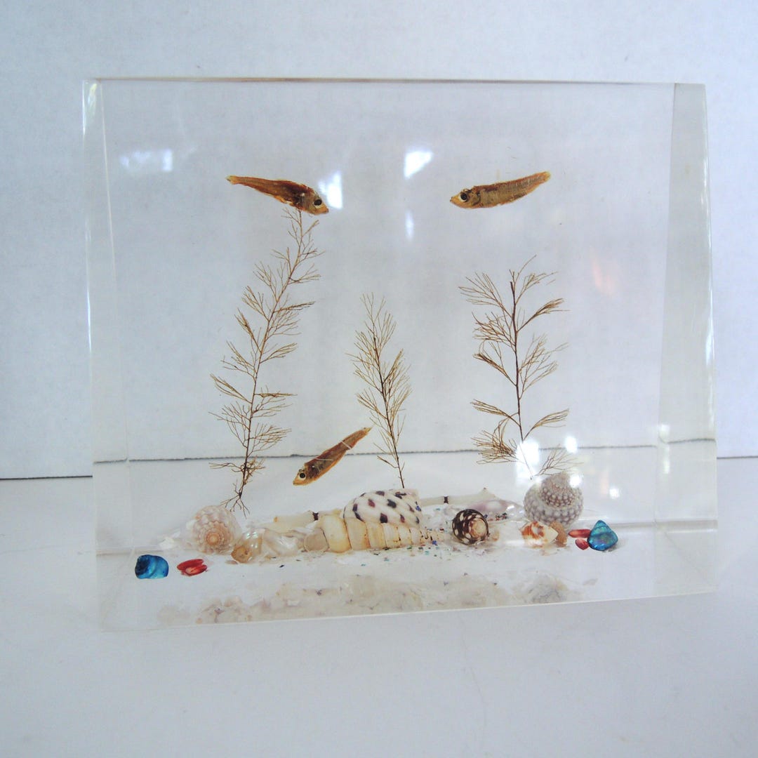 Lucite Paperweight, Under the Sea, Shells N Fish, Desk Organizer ...