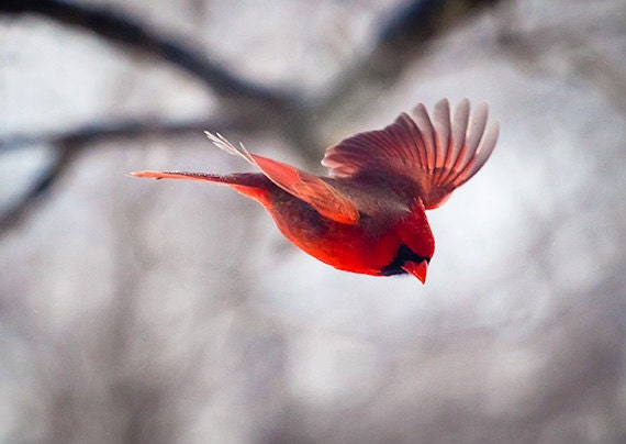 Red Birds Flying