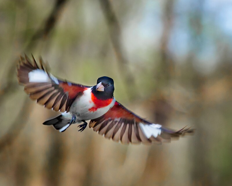 Red Breasted Birds