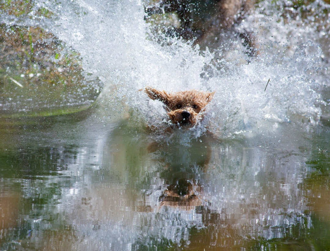 Dog Photography: the Art of the Acrobats No. 2 - Etsy