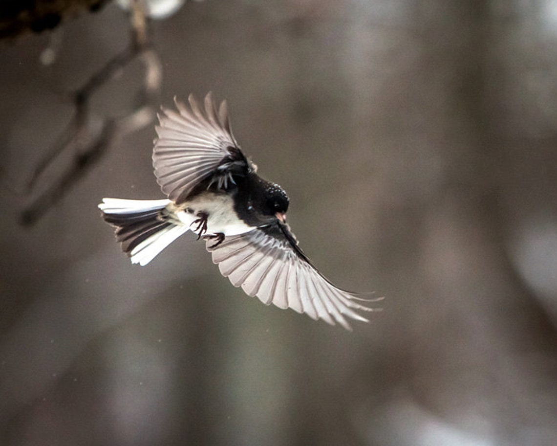 Bird Photography:the Art of Staying Aloft No.42 Dark-eyed Junco junco ...