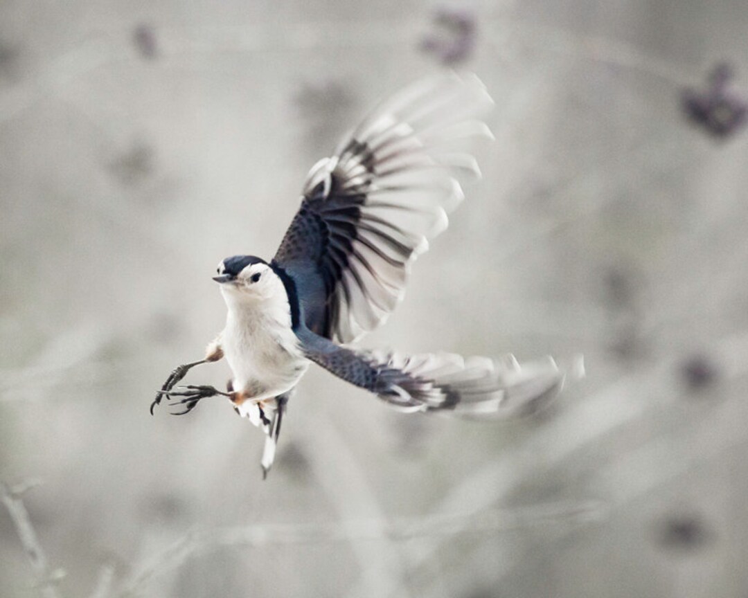 Bird Photography: the Art of Staying Aloft No.6 White-breasted - Etsy