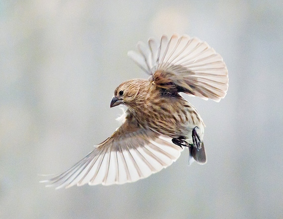 House Finch Flying