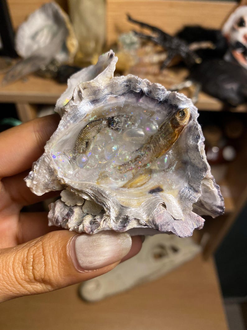 Preserved Fish in an Oyster Shell (mini Cluster) - Etsy UK