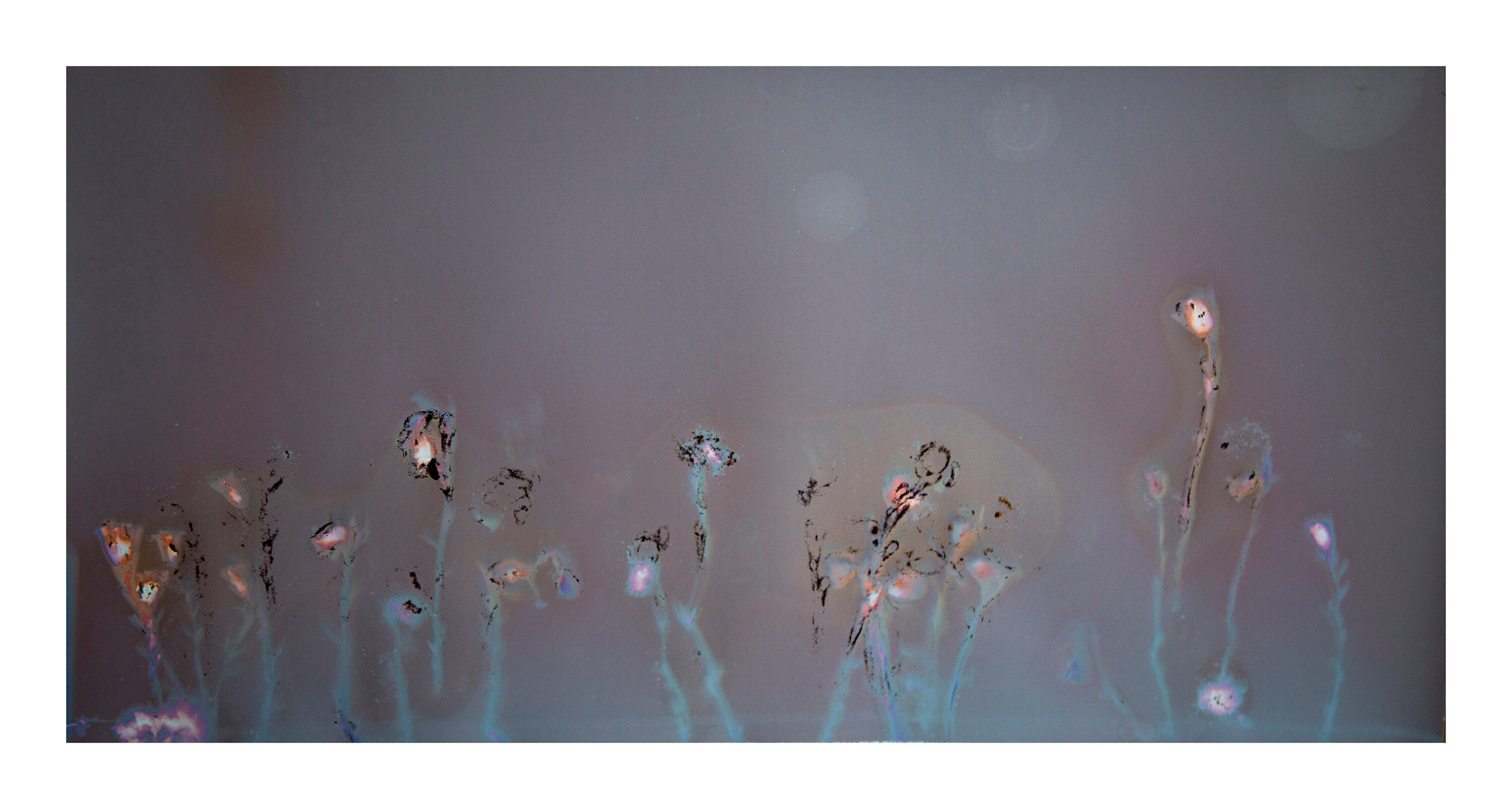 BOTANICAL GOTHIC: Poisons, Ghosts, and Auras, Ghost Pipes Ll, Scanned ...