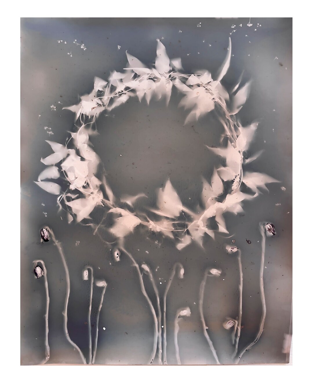 PORTAL, WHEEL of WINGS, Black Swallow Wort and Ghostpipes, Print From ...