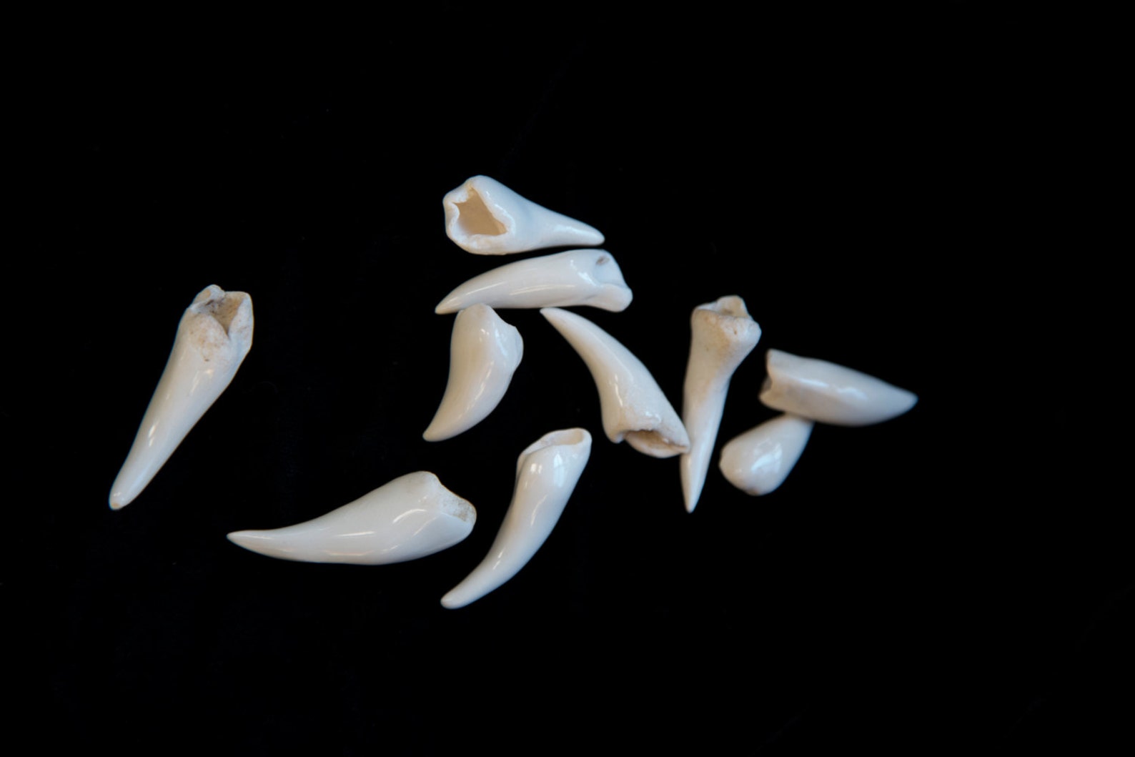 PORCELAIN MONSTER TEETH - Etsy